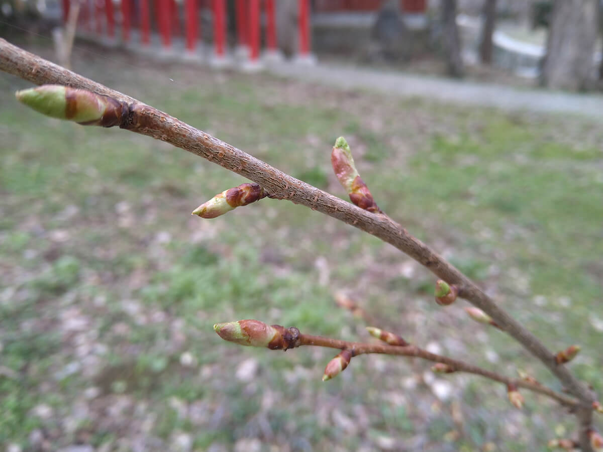 Index of /assets/img/sakura/2022/0401/